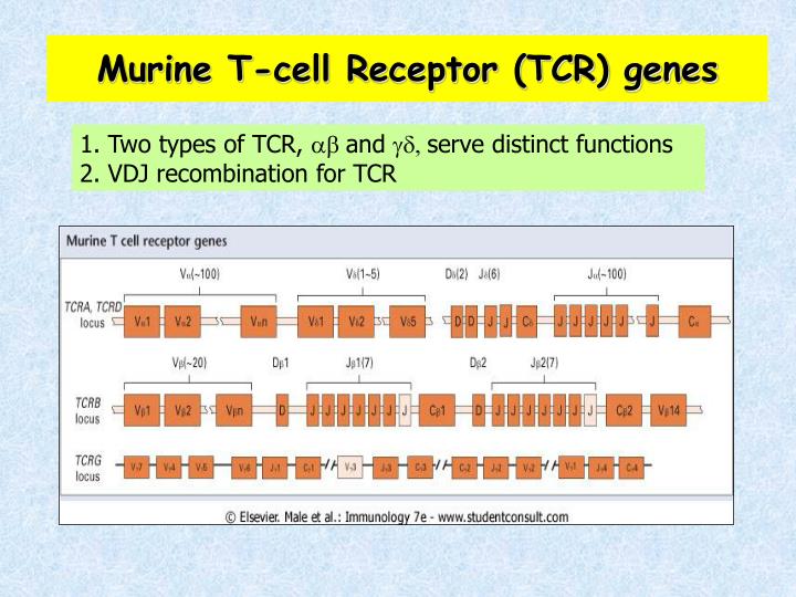 PPT - T Cell Receptor (TCR) & MHC Complexes-Antigen Presentation ...
