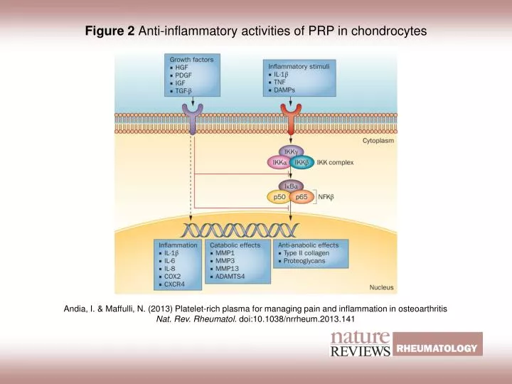 PPT - Figure 2 Anti-inflammatory activities of PRP in chondrocytes ...