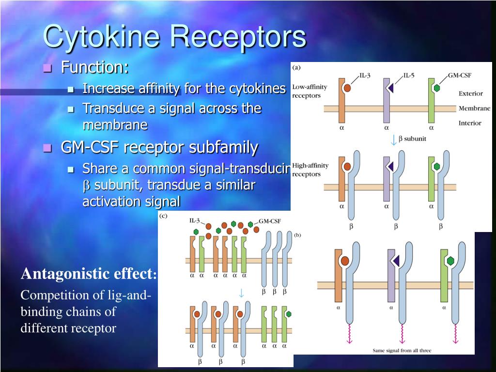 PPT - Cytokines PowerPoint Presentation, free download - ID:5493776 PPT - Cytokines PowerPoint Presentation, free download - ID:5493776