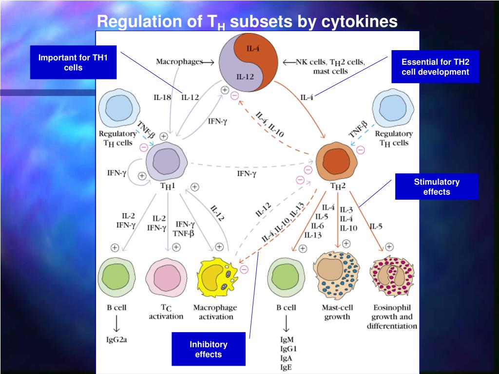 PPT - Cytokines PowerPoint Presentation, free download - ID:5493776 PPT - Cytokines PowerPoint Presentation, free download - ID:5493776