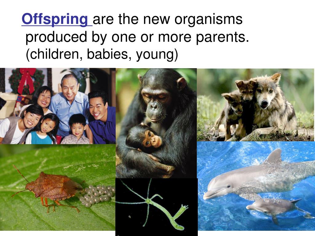 PPT Heredity Is The Passing Of Traits From Parent To Offspring