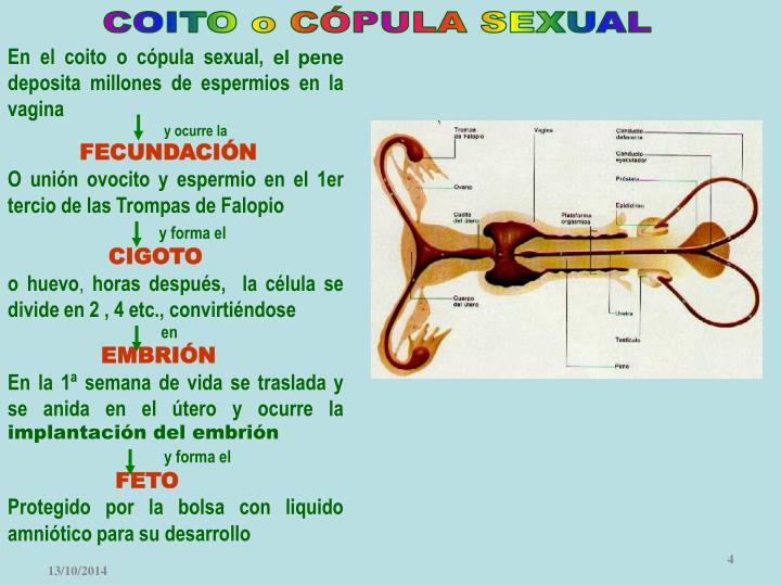 PPT - Fecundación PowerPoint Presentation - ID:5495587