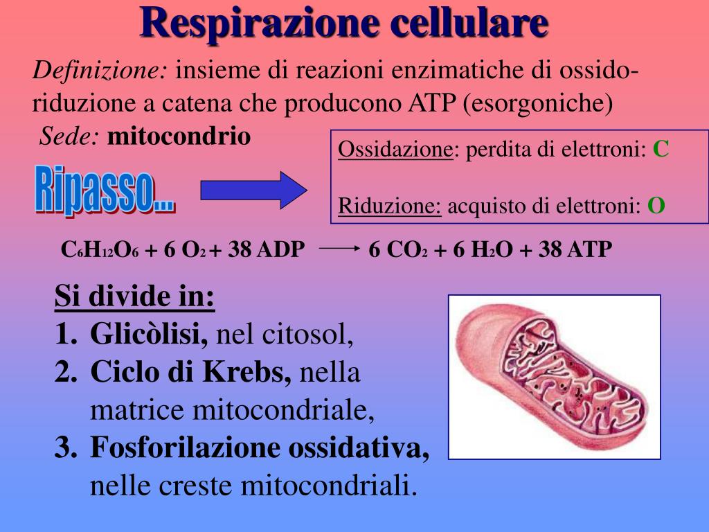 Ppt Respirazione Cellulare Powerpoint Presentation Free Download