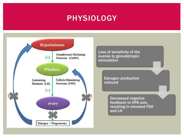 PPT - Perimenopause & Menopause PowerPoint Presentation - ID:5496871