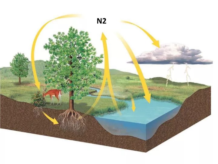 PPT - Nitrogen Cycle PowerPoint Presentation, free download - ID:5497134