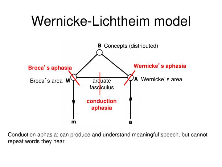 PPT - Language and Cognition Colombo, June 2011 PowerPoint Presentation ...
