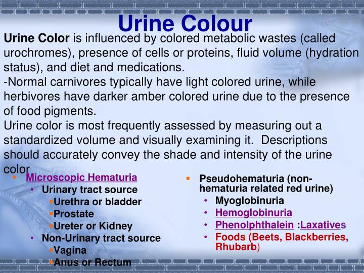 PPT - Urinalysis PowerPoint Presentation - ID:5498707