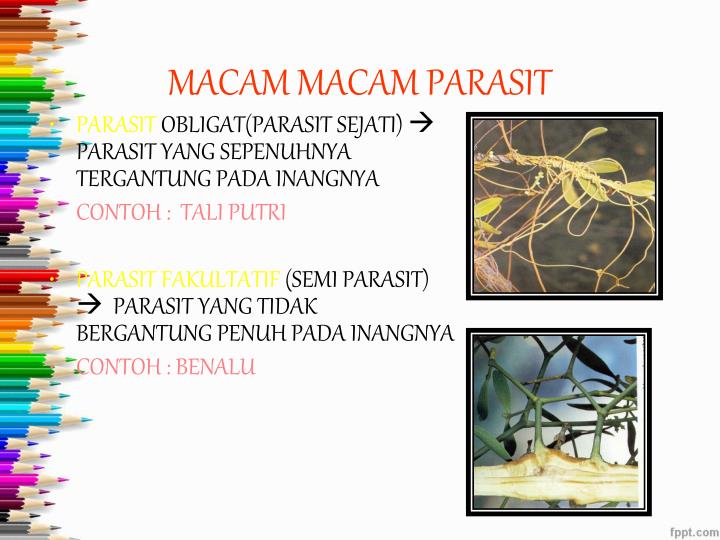 PPT - EKOSISTEM PowerPoint Presentation - ID:5499710