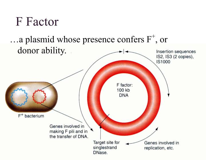 PPT - Arabidopsis Experiments: PowerPoint Presentation - ID:5500806