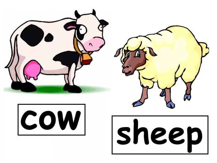 PPT - cow PowerPoint Presentation, free download - ID:5501348