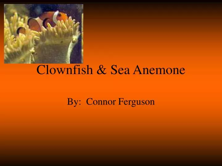 PPT - Clownfish & Sea Anemone PowerPoint Presentation, free download - ID:5502418