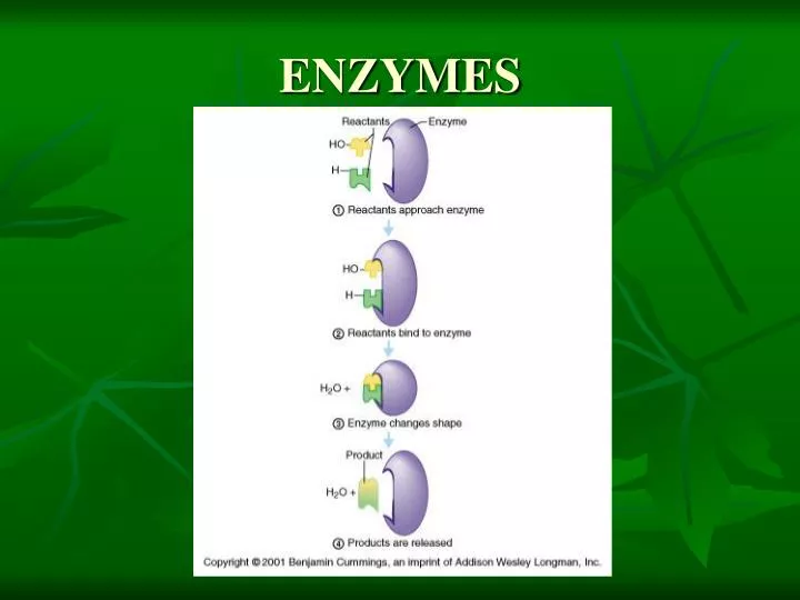 Ppt Enzymes Powerpoint Presentation Free Download Id 5502647