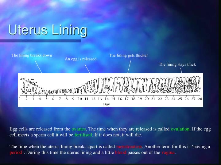 PPT - The Menstrual Cycle PowerPoint Presentation - ID:5502756