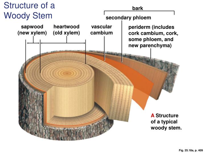 PPT - Chapter 25 Plant Tissues (Sections 25.7 - 25.9) PowerPoint ...
