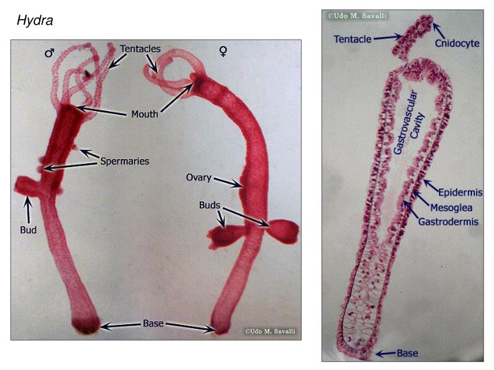 PPT - Cnidaria PowerPoint Presentation - ID:5502958