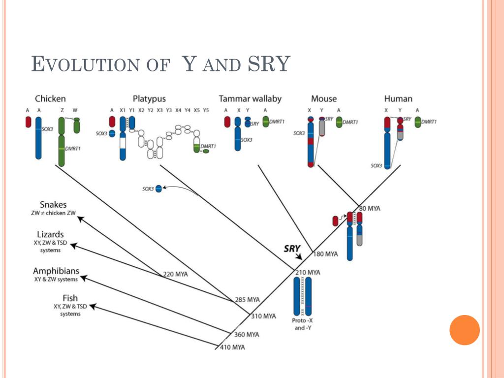 PPT - THE EVOLUTION OF GENETIC MATERIAL ON THE Y CHROMOSOME AND ITS ...