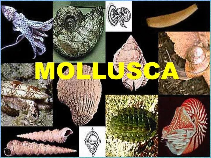 PPT - MOLLUSCA PowerPoint Presentation, free download - ID:5503228