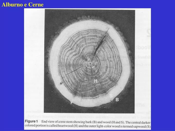 PPT - Alburno e Cerne PowerPoint Presentation, free download - ID:5503299