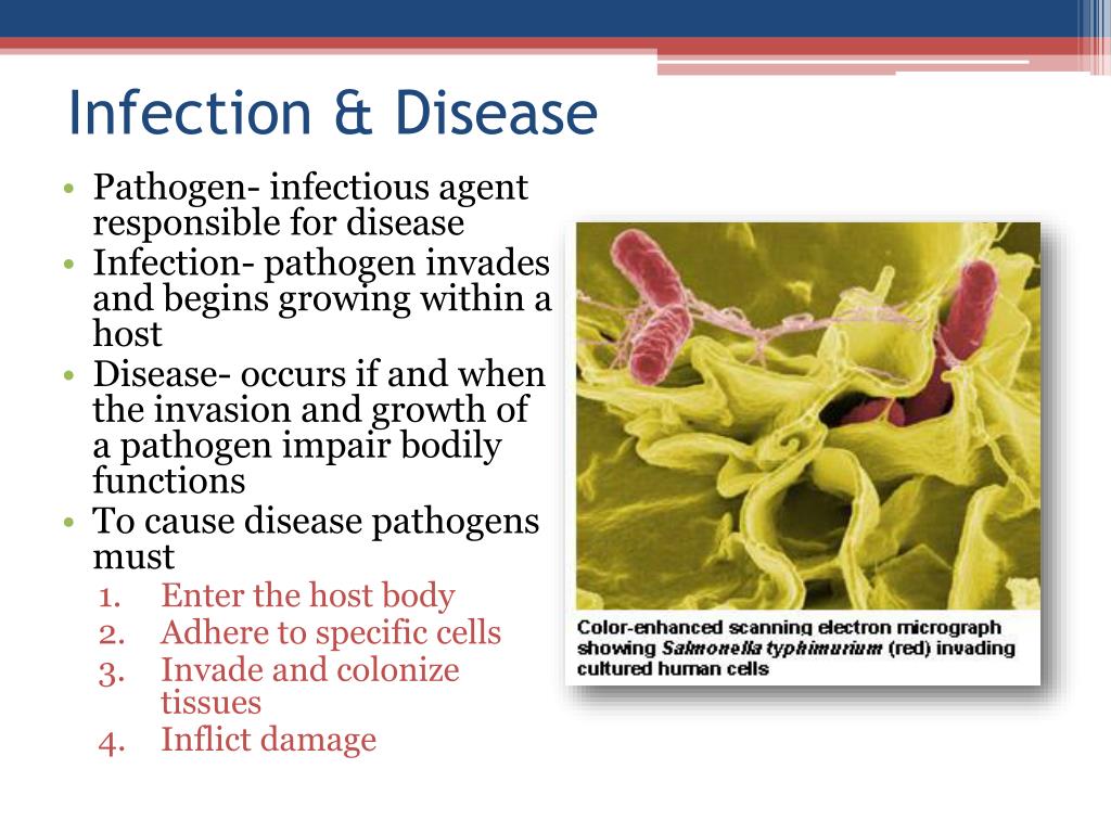 Ppt Infectious Diseases Powerpoint Presentation Free Download Id