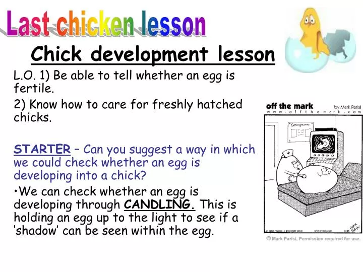 PPT - Chick development lesson PowerPoint Presentation, free download ...