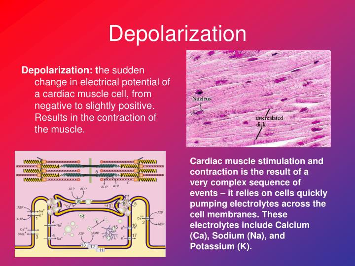 PPT - Electrocardiogram (ECG) PowerPoint Presentation - ID:5503742