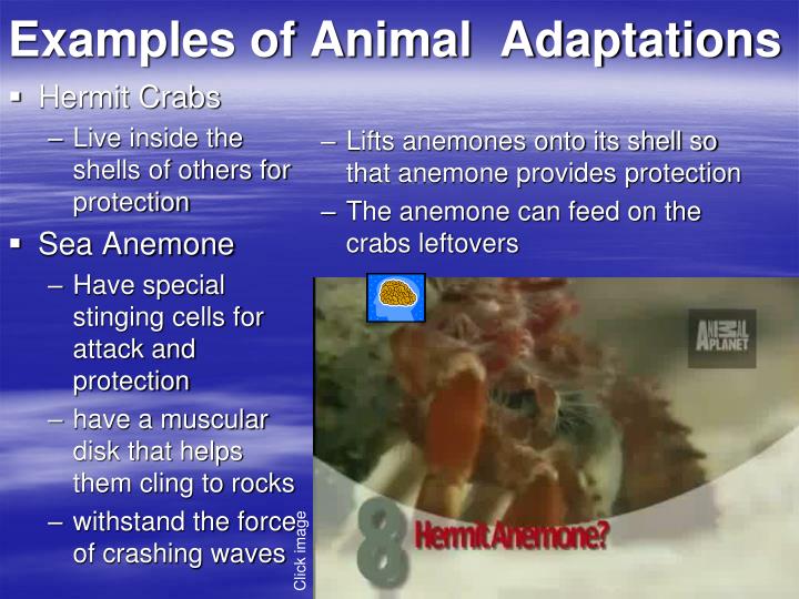 PPT - Adaptations in the Marine Biome PowerPoint Presentation - ID:5503875
