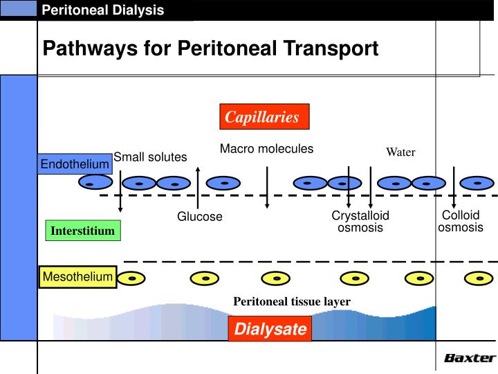 PPT - Anatomy and Physiology of Peritoneal Dialysis PowerPoint ...