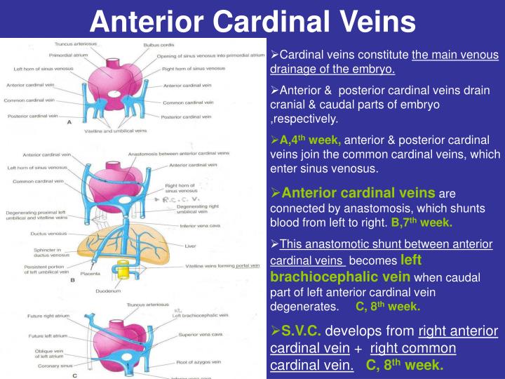 PPT - Early development of heart & vessels PowerPoint Presentation - ID ...