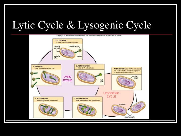 PPT - Bacteria & Viruses Chapter 21 PowerPoint Presentation - ID:5507787