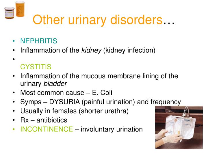 PPT - Urinary System PowerPoint Presentation - ID:5508485