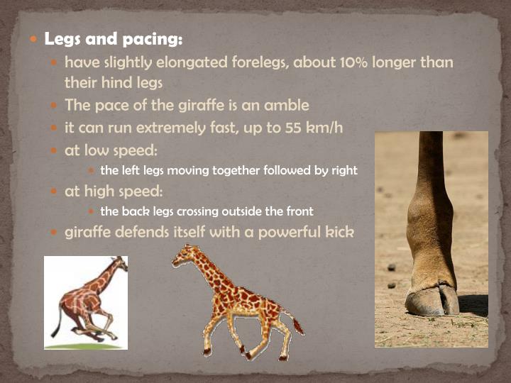 PPT - GIRAFFE PowerPoint Presentation - ID:5508523