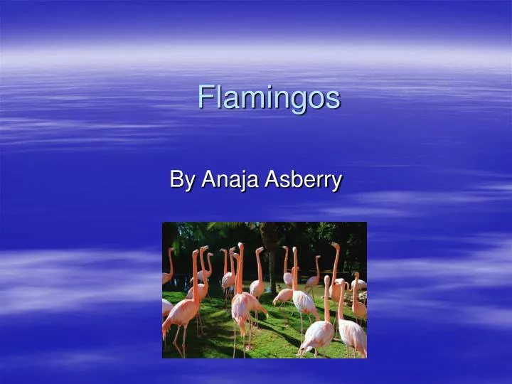 PPT - Flamingos PowerPoint Presentation, free download - ID:5508688