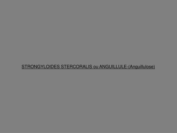 PPT - 2 - Les Nématodes PowerPoint Presentation - ID:5508730