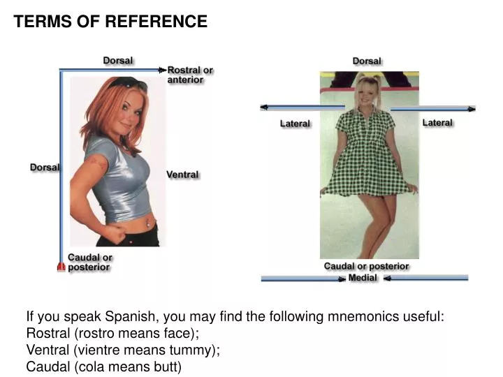 PPT - TERMS OF REFERENCE PowerPoint Presentation, free download - ID ...