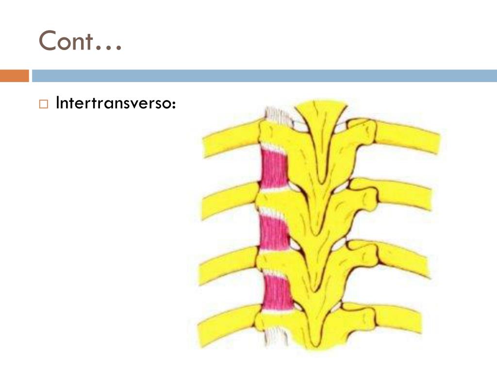 PPT - Músculos, Huesos y Nervios involucrados en la región dorsal ...