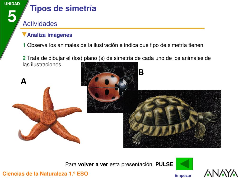 PPT - • La simetría puede ser bilateral o radial. PowerPoint ...