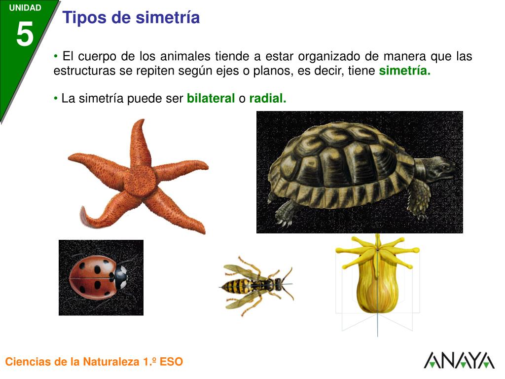 PPT - • La simetría puede ser bilateral o radial. PowerPoint ...