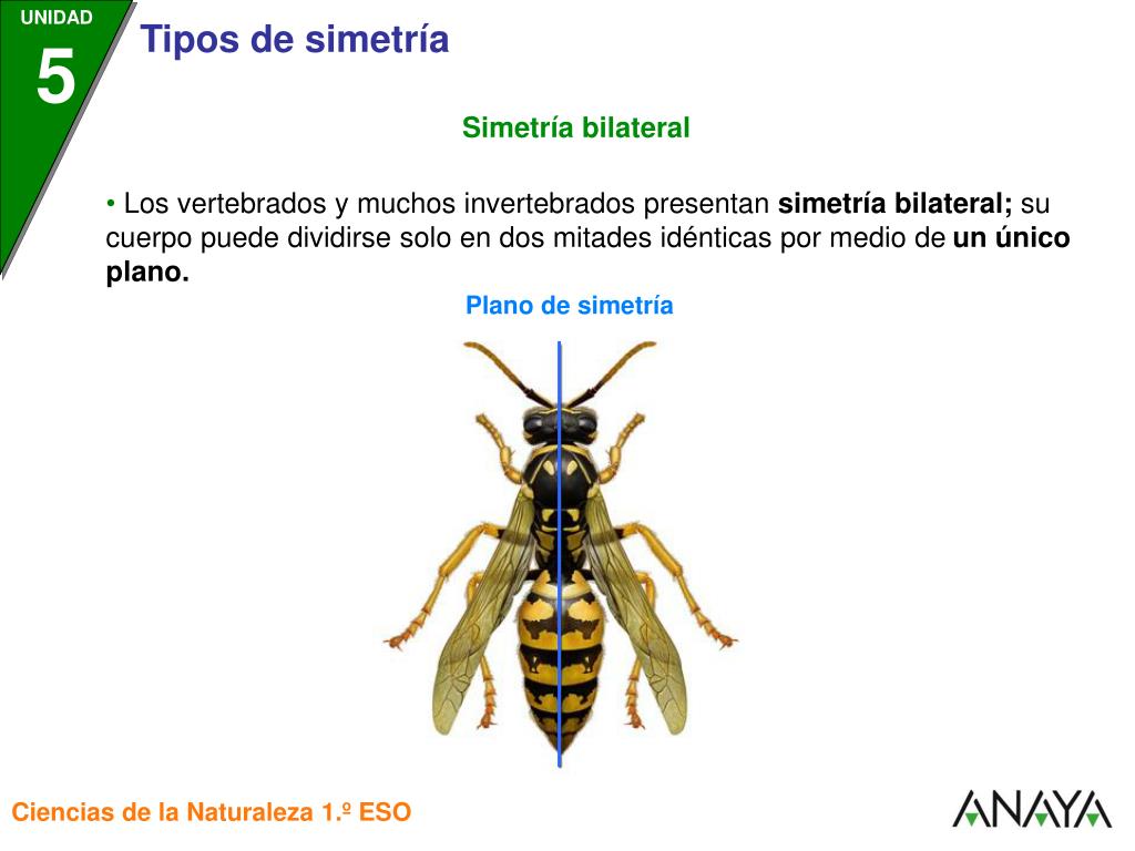 PPT - • La simetría puede ser bilateral o radial. PowerPoint ...