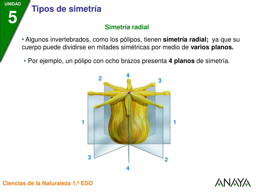 PPT - • La simetría puede ser bilateral o radial. PowerPoint ...