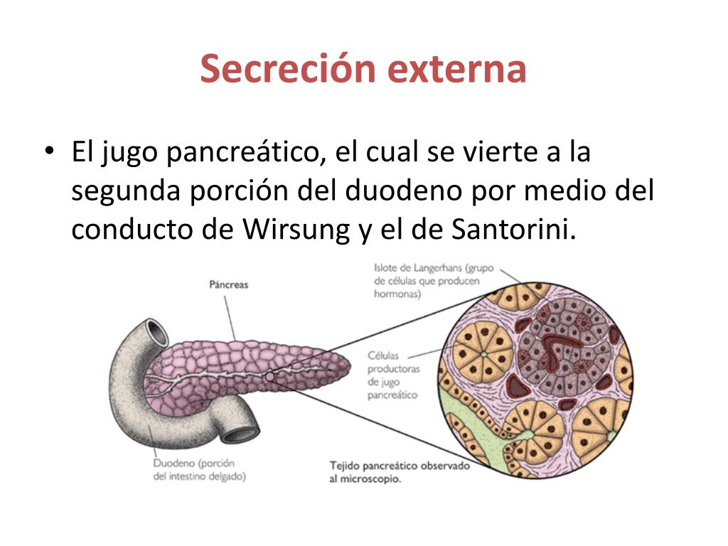 Ppt Anatomía Y Fisiología De P Á N C R E A S Powerpoint Presentation Id5510390