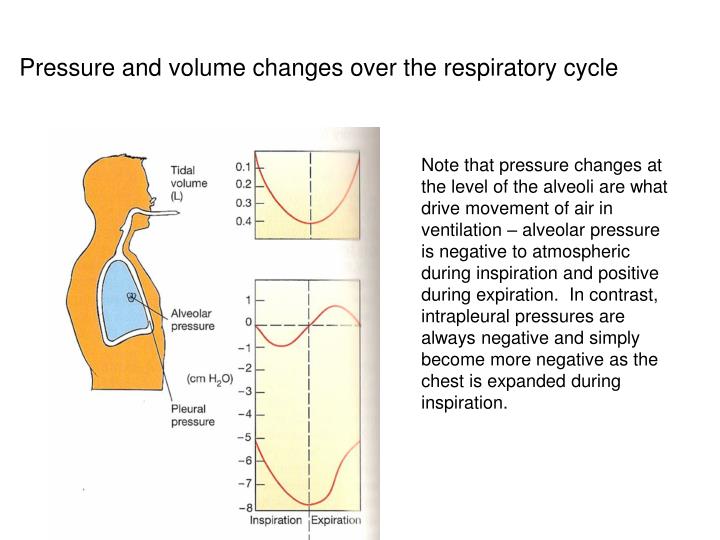 PPT - The Respiratory System PowerPoint Presentation - ID:5511145