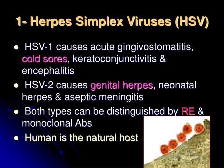 PPT - Ch. 19 Human Herpes Viruses PowerPoint Presentation - ID:5512205
