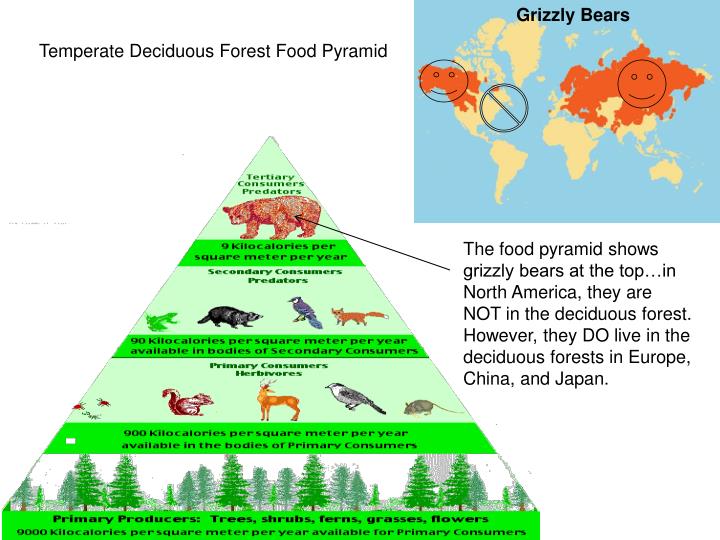 Deciduous Forest Food Pyramid