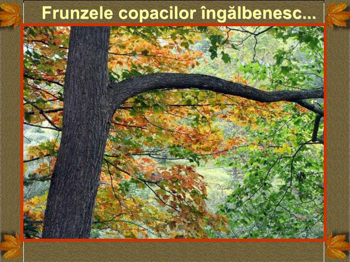 PPT - TOAMNA PowerPoint Presentation - ID:5513339