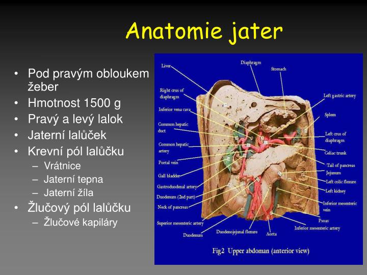 PPT - Nemoci jater a žlučníku PowerPoint Presentation - ID:5513998
