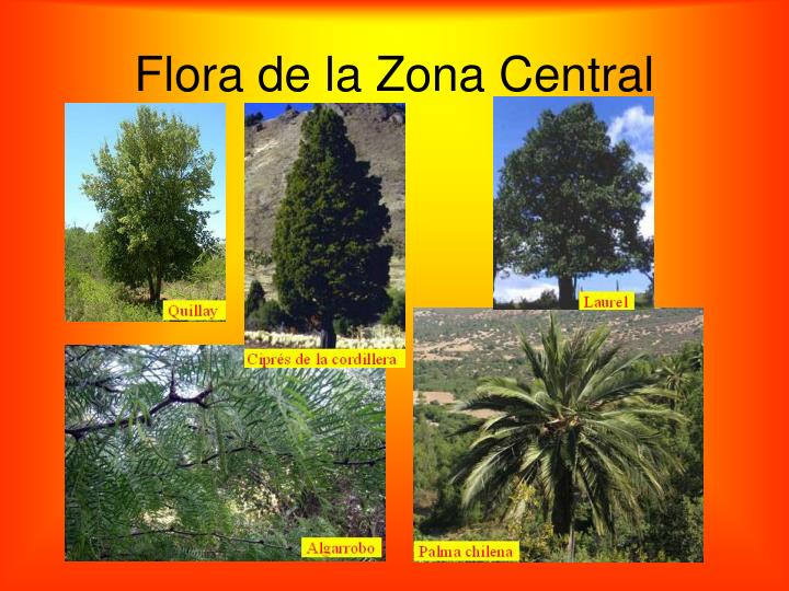 PPT - CONOCIENDO CHILE PowerPoint Presentation - ID:5514222