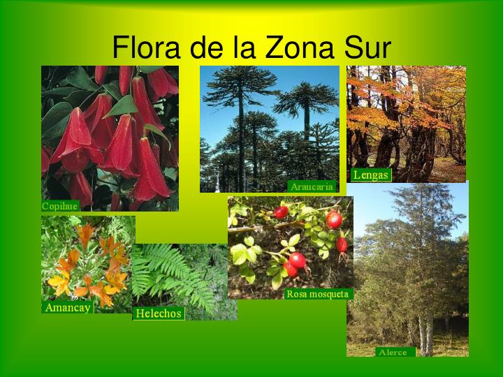 PPT - CONOCIENDO CHILE PowerPoint Presentation - ID:5514222