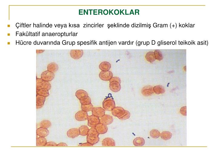 PPT - STREPTOCOCCUS PowerPoint Presentation - ID:5515035