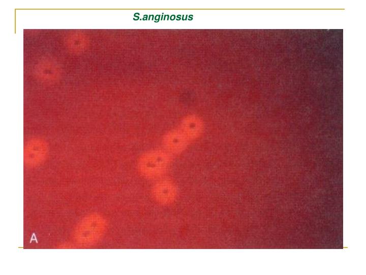 PPT - STREPTOCOCCUS PowerPoint Presentation - ID:5515035