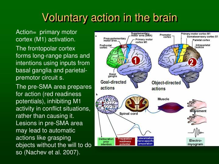 PPT - The apparent lack of free will and its social consequences ...